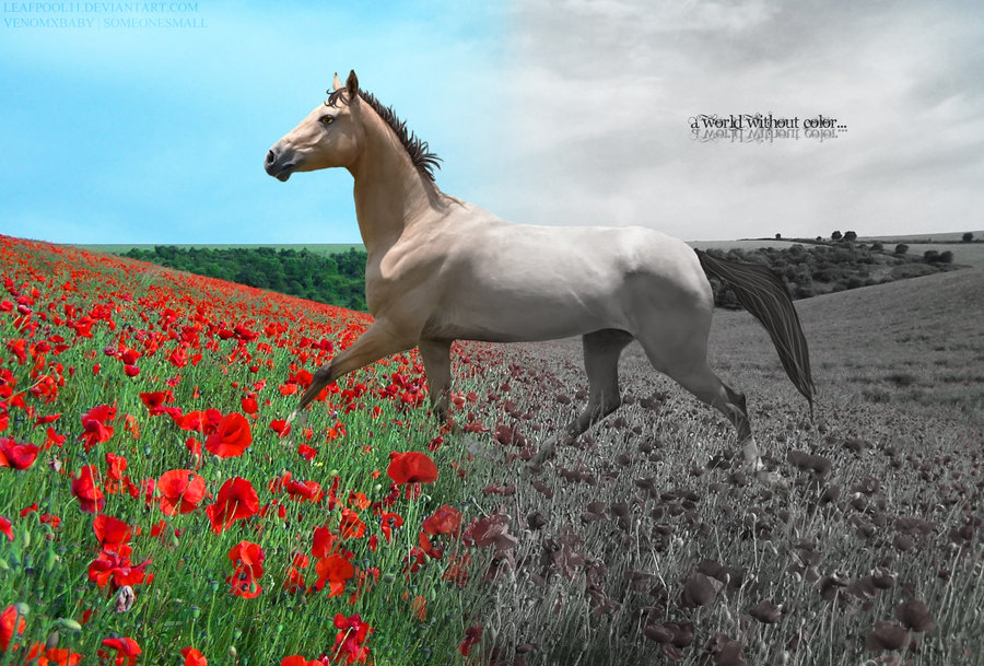 A world without color – This is Another Story