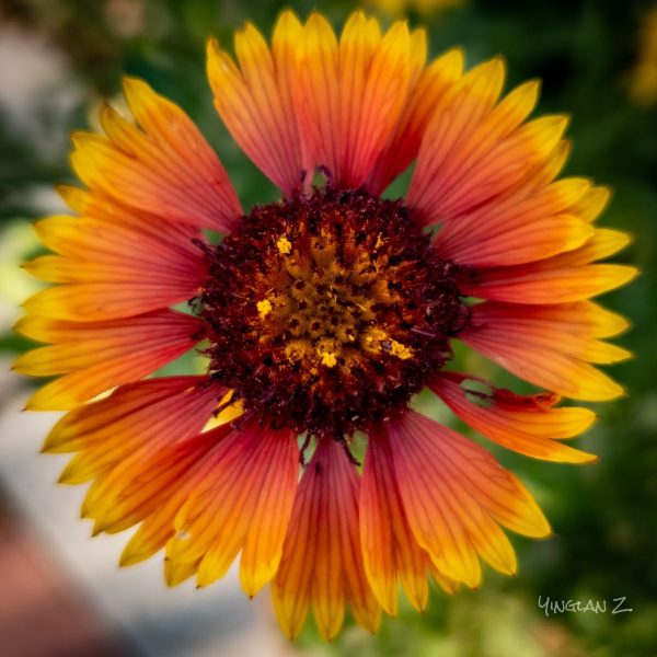 The Flower Hour #12: Favorite Flowers – This is Another Story